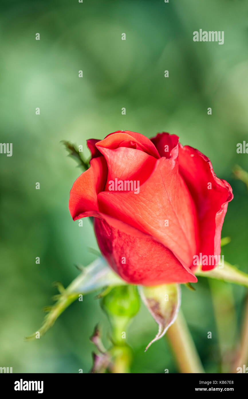 Garden rose flower Stock Photo - Alamy