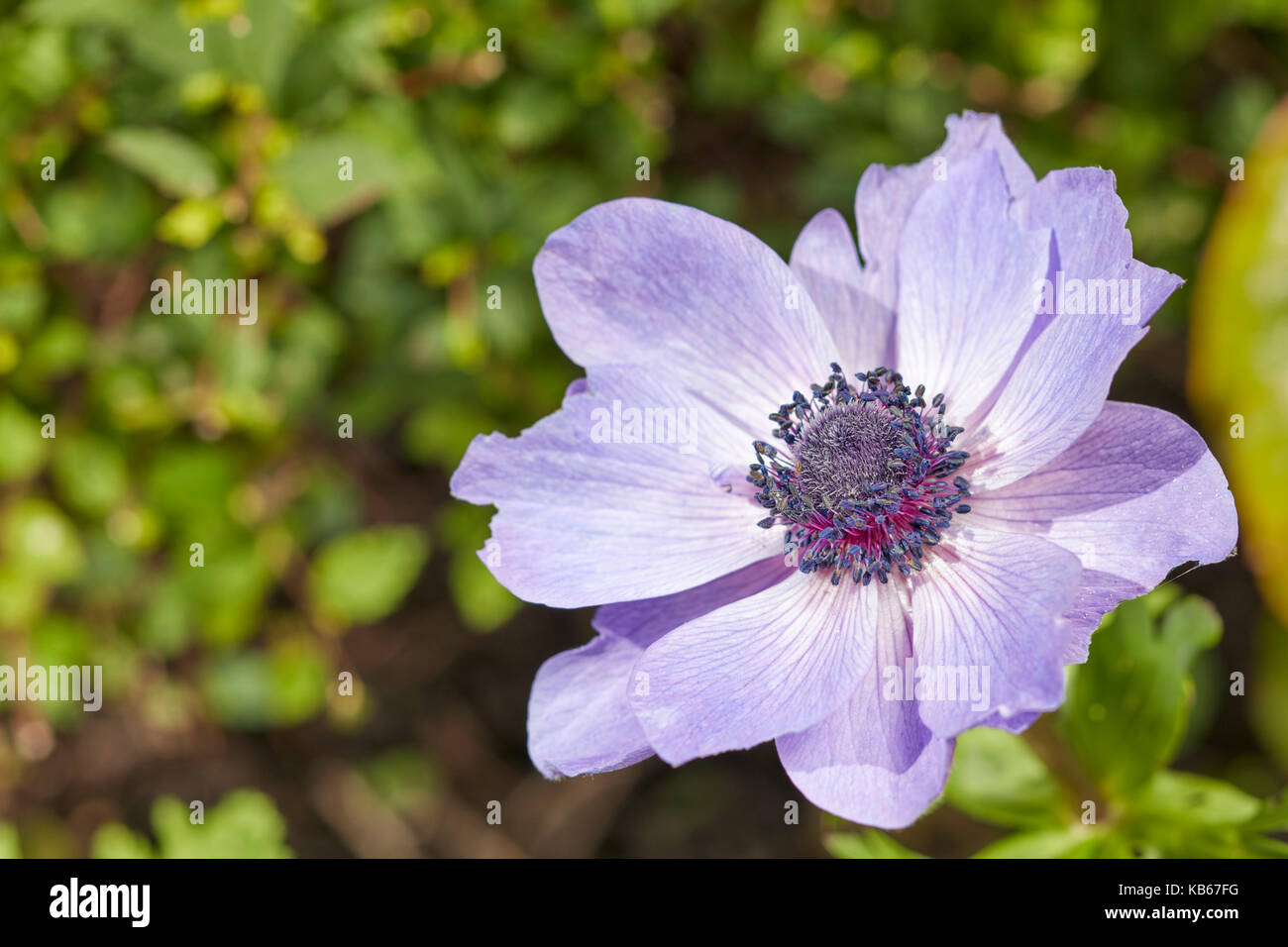 Poppy anemone flower. Scientific name: Anemone coronaria Stock Photo ...