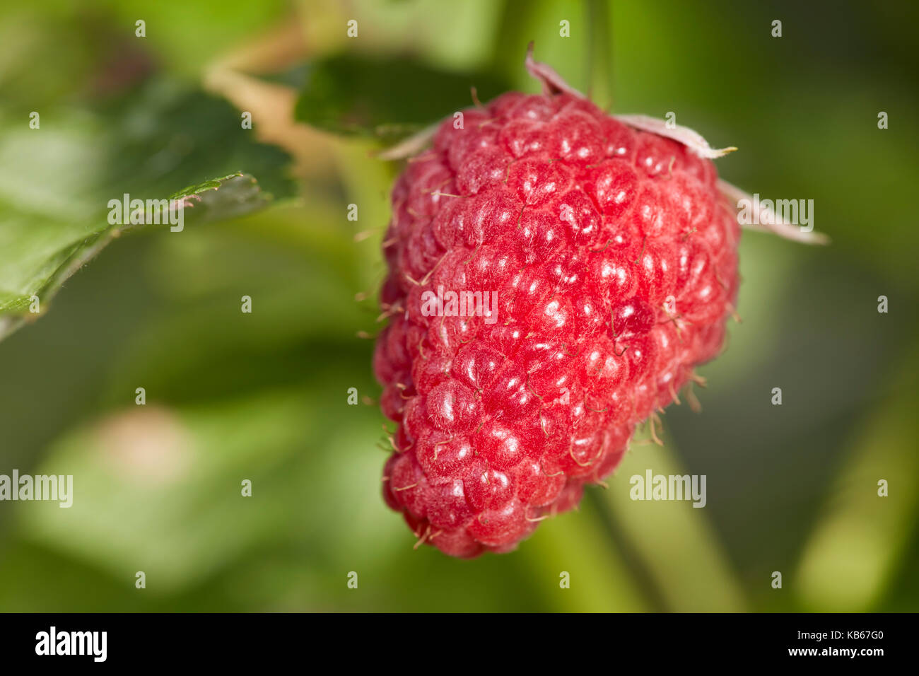 Close up of a ripe raspberry fruit Stock Photo - Alamy