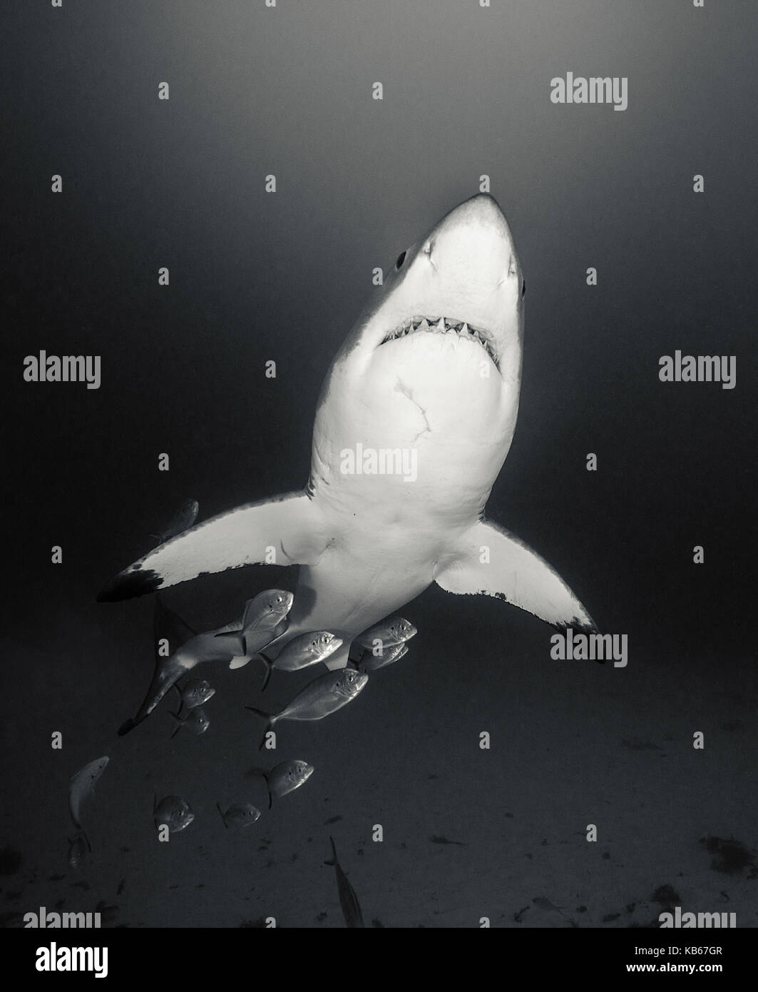 Great white shark and trevally jacks, Neptune islands, South Australia ...