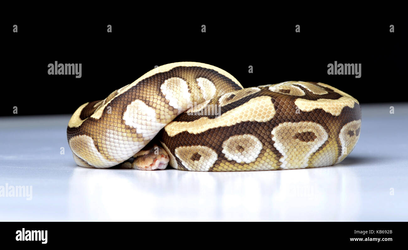 A ball python (Python regius) balled up in the studio with a white and ...