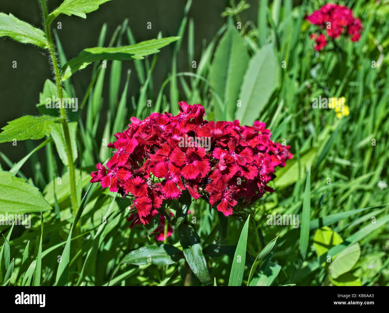 Red blooming flowers in my garden Stock Photo - Alamy