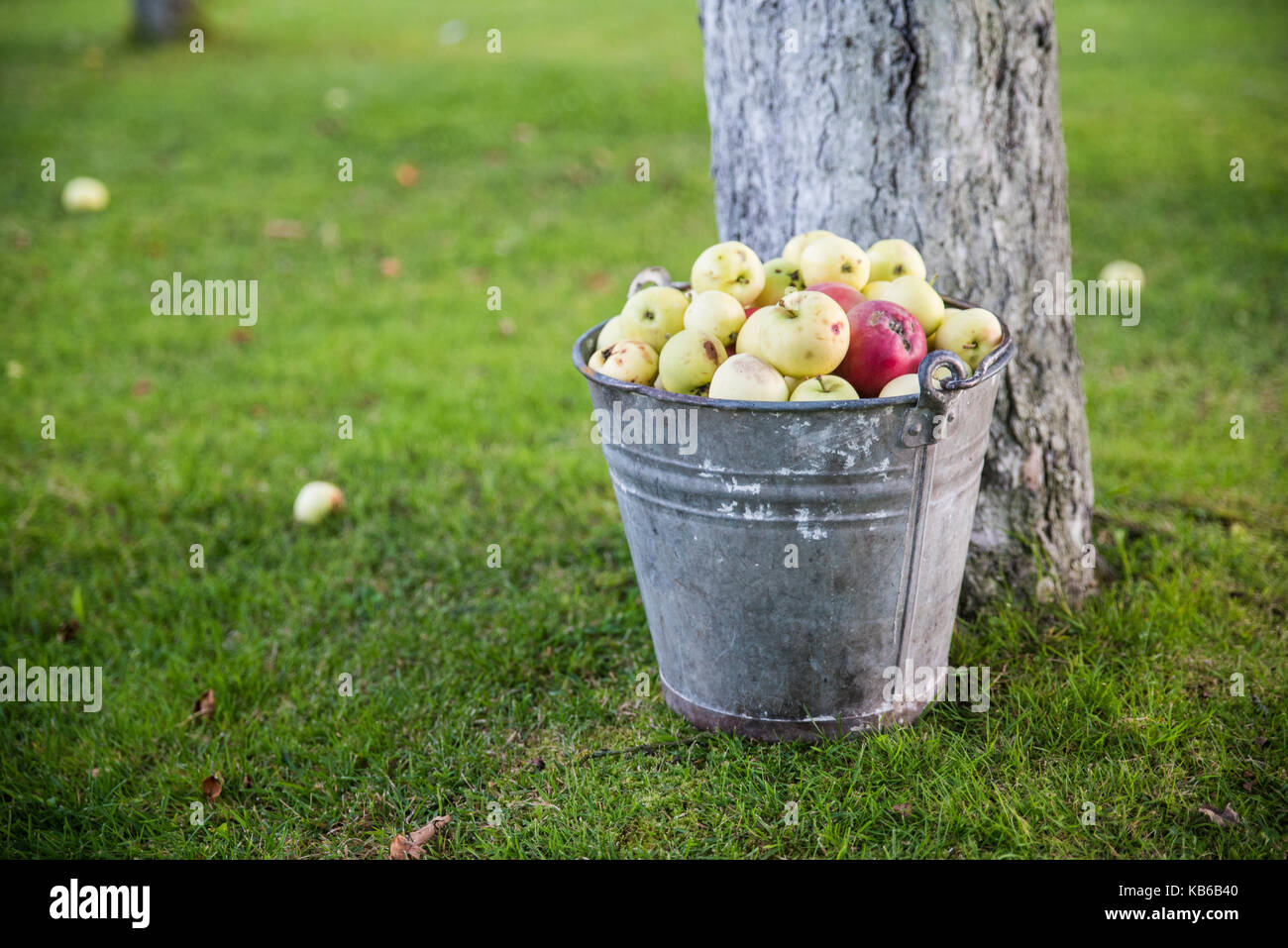 Metal bucket full of green and red apples Stock Photo - Alamy