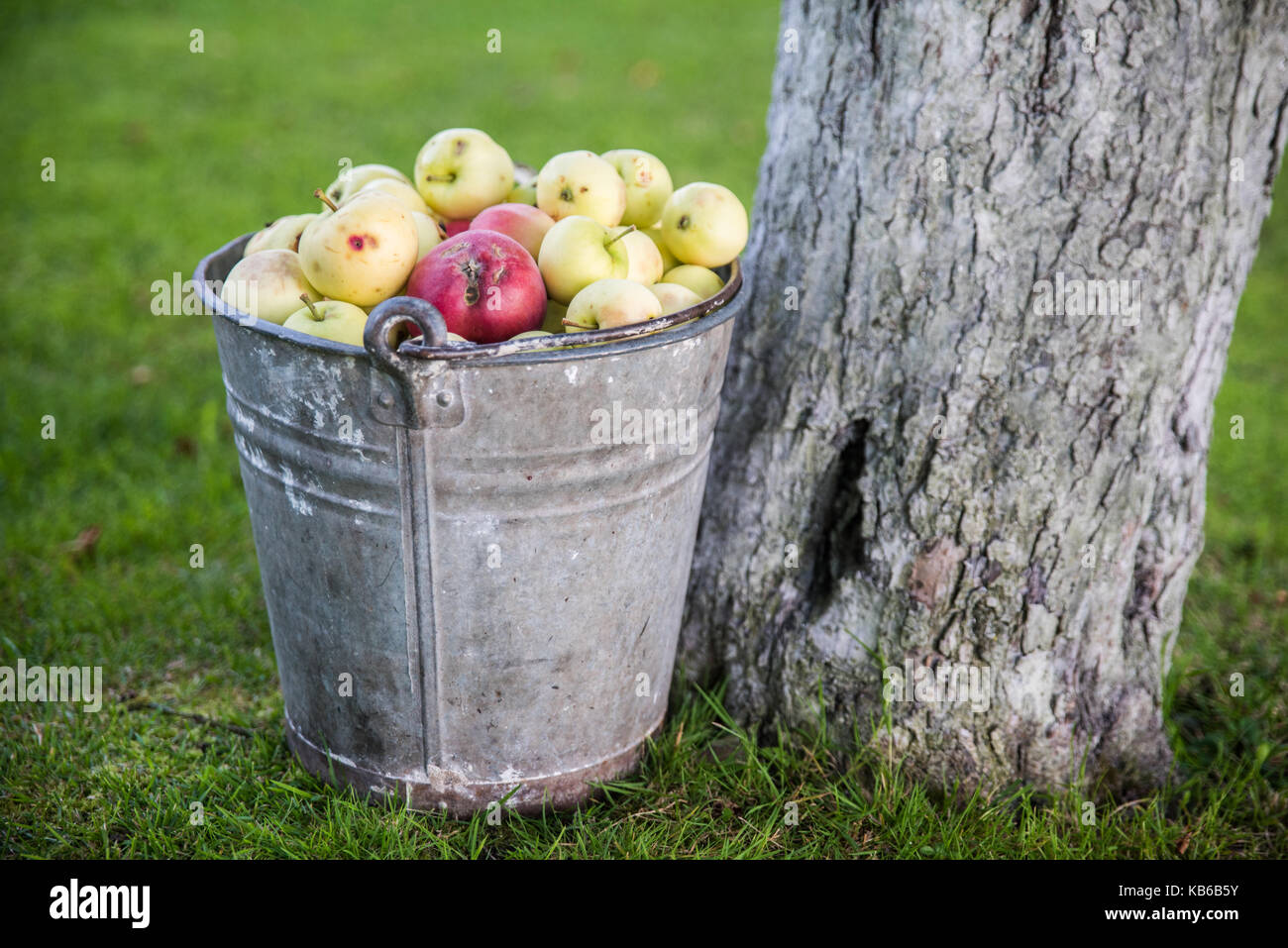 Metal bucket full of green and red apples Stock Photo - Alamy