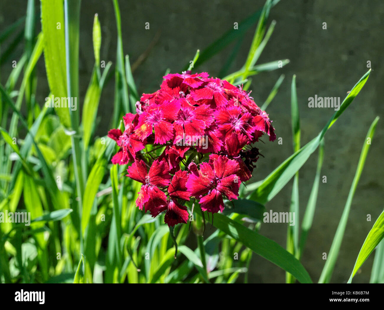 Red blooming flowers in my garden Stock Photo - Alamy
