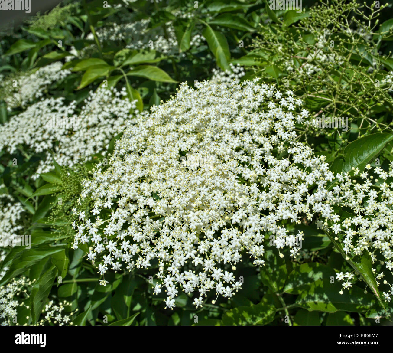 Elder blooming flowers cluster close up Stock Photo - Alamy