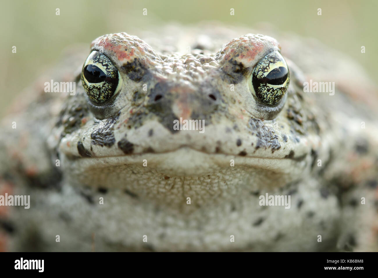 Fat toad hi-res stock photography and images - Alamy
