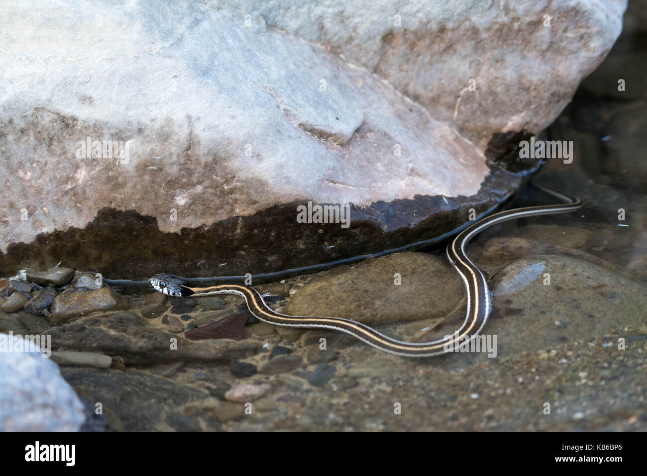 Western Black-necked Garter Snake, (Thamnophis cyrtopsis cyrtopsis ...