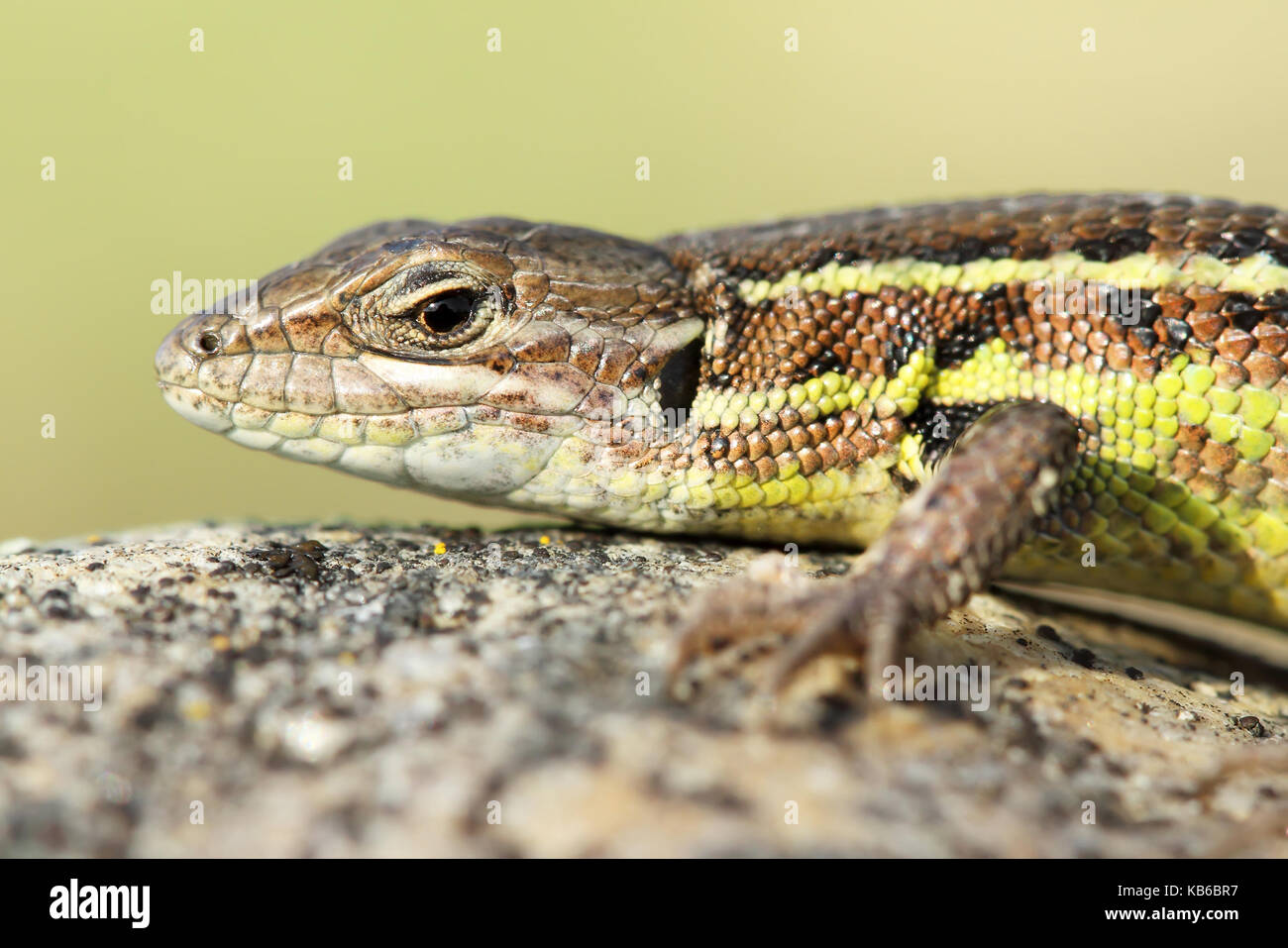 Ash coloured lizard (Psammodromus hispanicus Stock Photo - Alamy