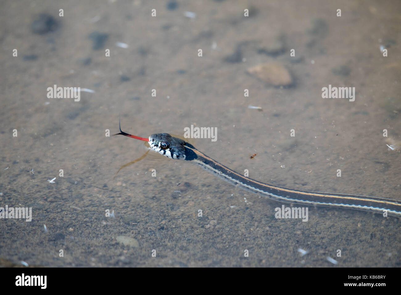 Western Black-necked Garter Snake, (Thamnophis cyrtopsis cyrtopsis ...