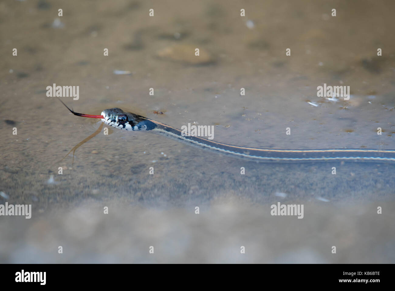 Western Black-necked Garter Snake, (Thamnophis cyrtopsis cyrtopsis ...