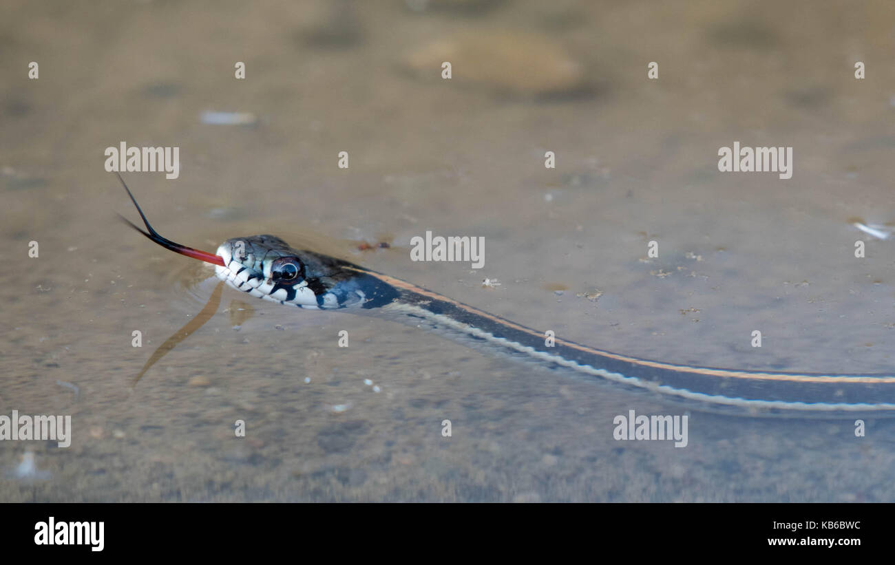 Western Black-necked Garter Snake, (Thamnophis cyrtopsis cyrtopsis ...