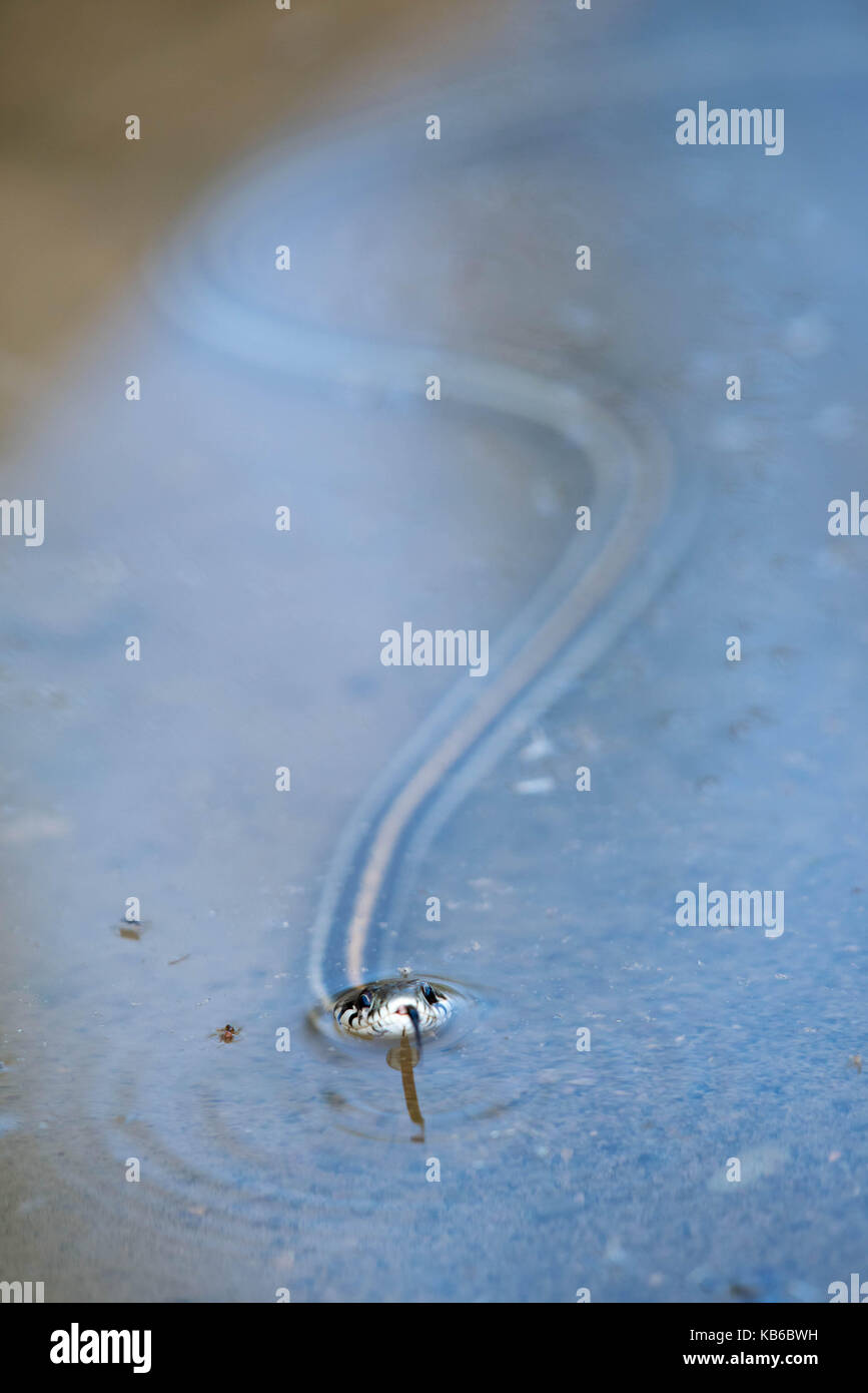 Western Black-necked Garter Snake, (Thamnophis cyrtopsis cyrtopsis ...