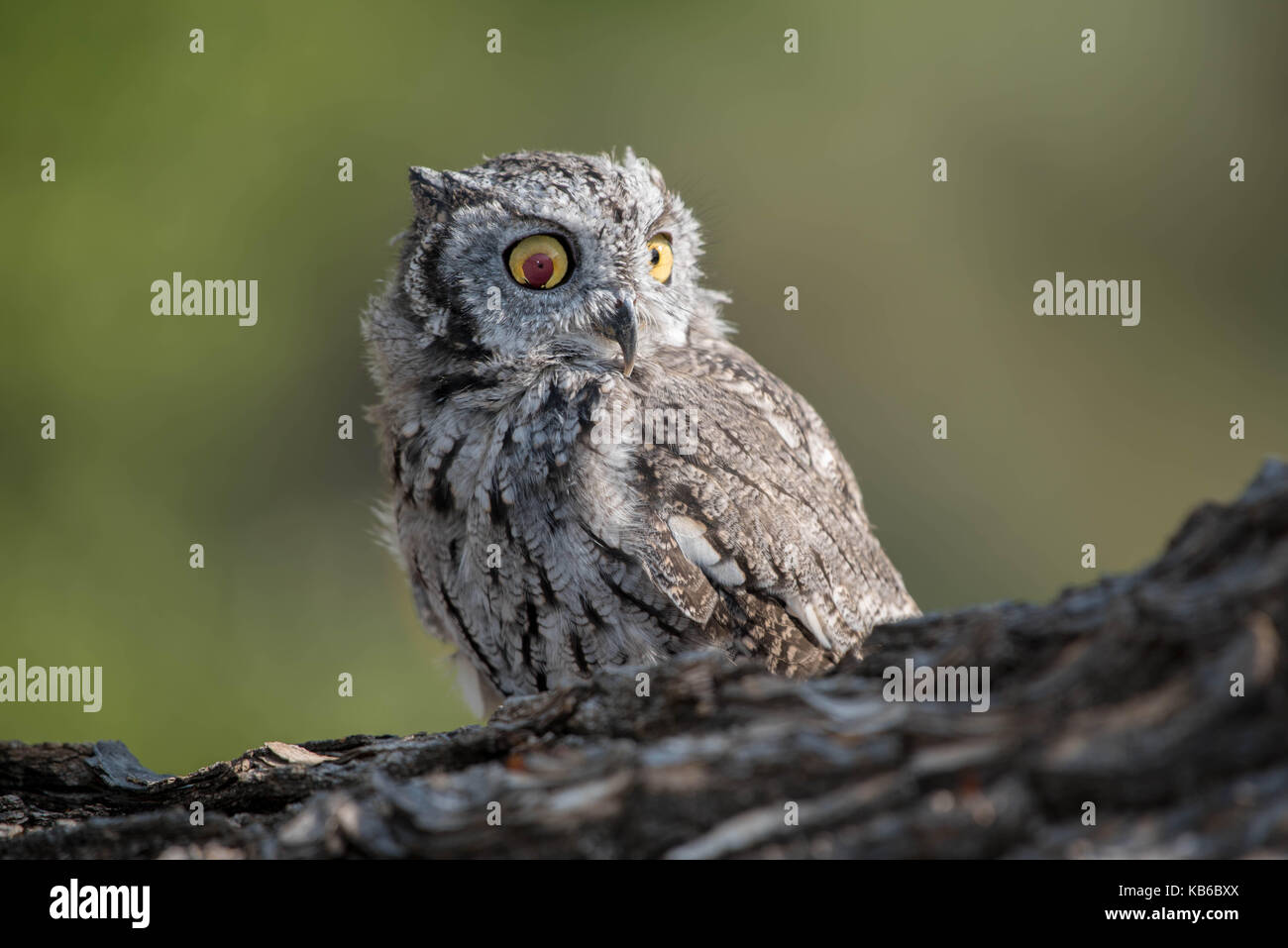 Western Screech-owl, (Megascops kennicottii), with an eye injury ...