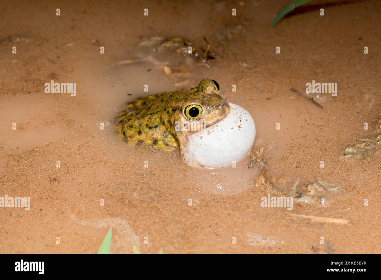 Breeding Couch's Spadefoot Toads, (Scaphiopus couch), Bosque del Apache ...
