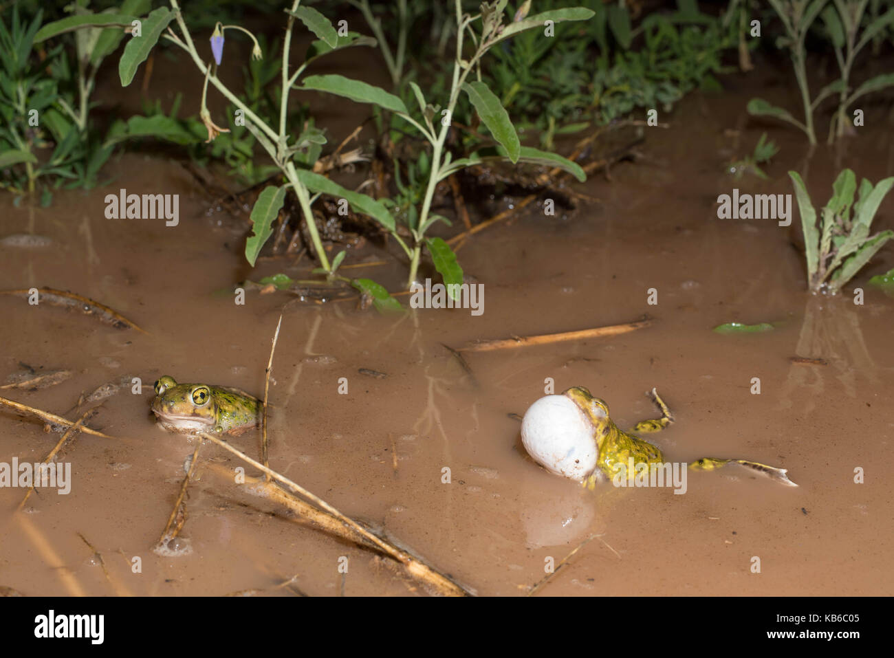 Breeding Couch's Spadefoot Toads, (Scaphiopus couch), Bosque del Apache ...