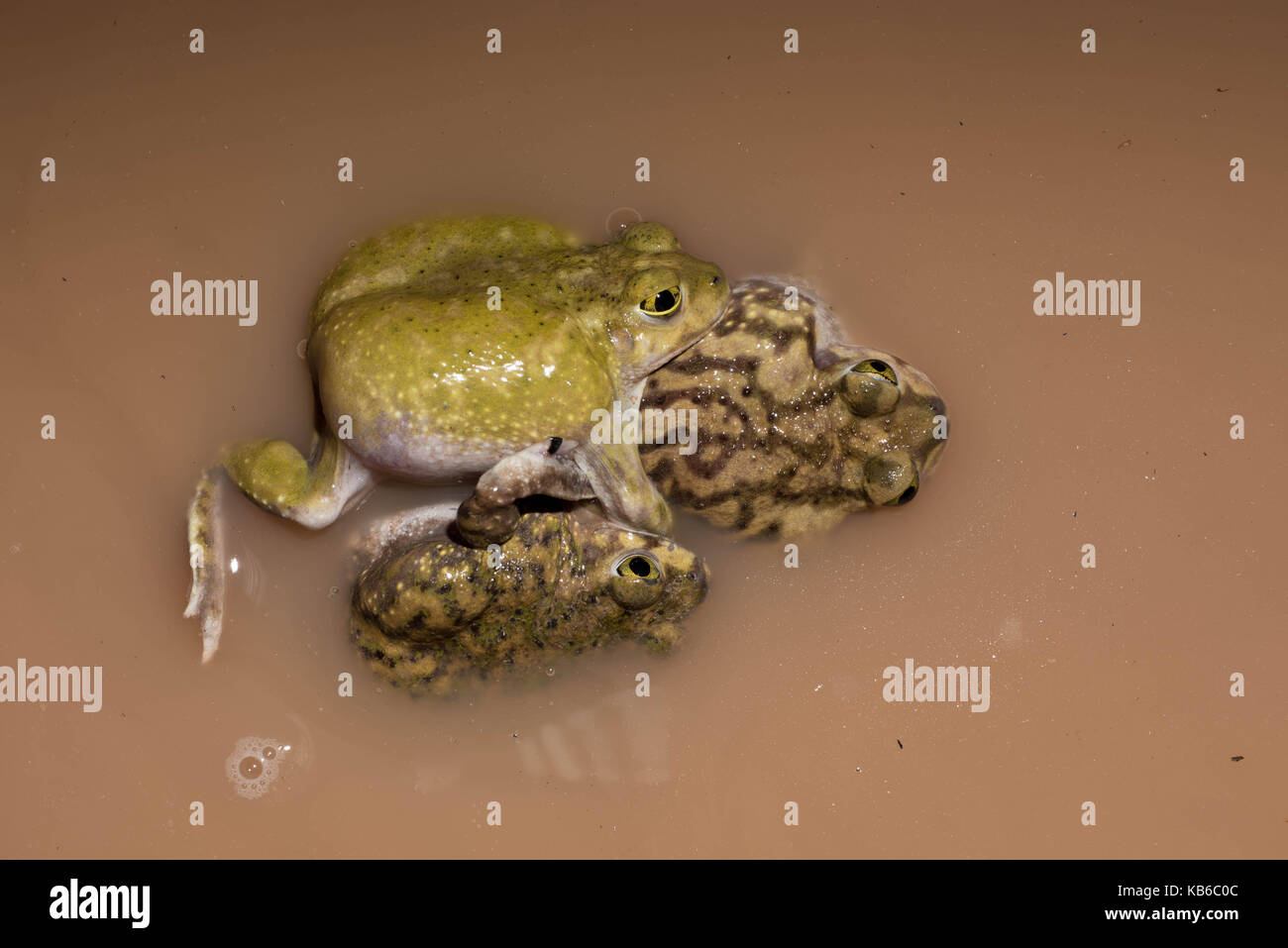 Breeding Couch's Spadefoot Toads, (Scaphiopus couch), Bosque del Apache ...