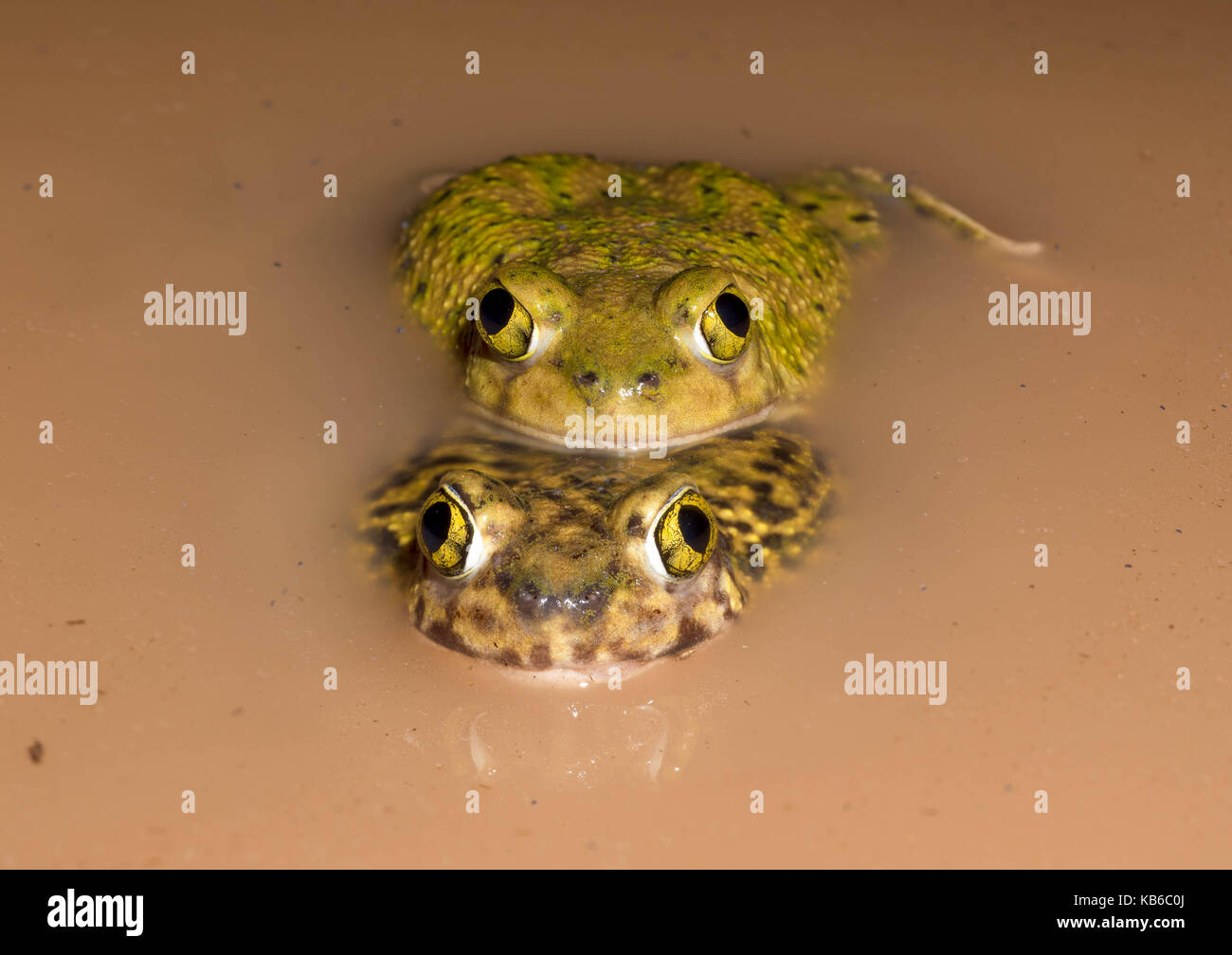 Breeding Couch's Spadefoot Toads, (Scaphiopus couch), Bosque del Apache ...