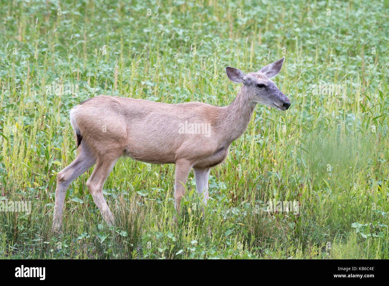 Rocky Mountain Mule Deer, (Odocoileus hemionus hemionus), Bosque del ...