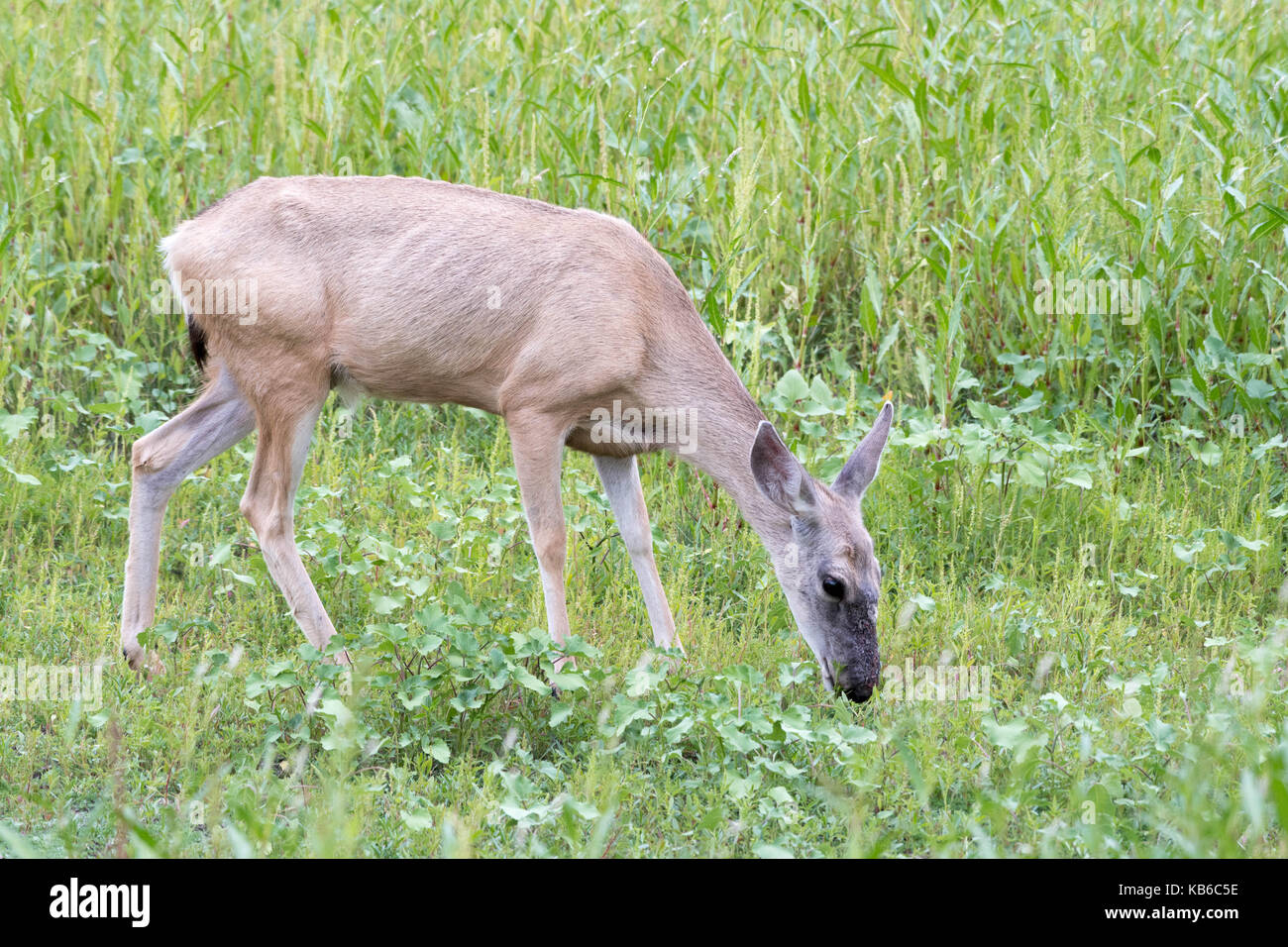 Rocky Mountain Mule Deer, (Odocoileus hemionus hemionus), Bosque del ...