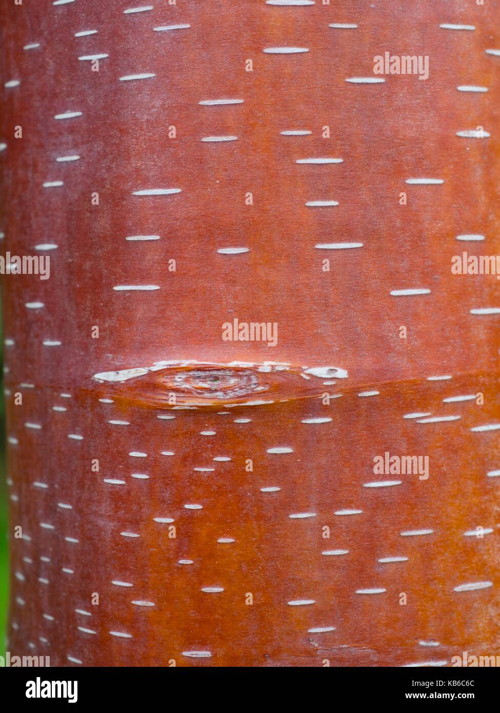 Chinese red birch hi-res stock photography and images - Alamy