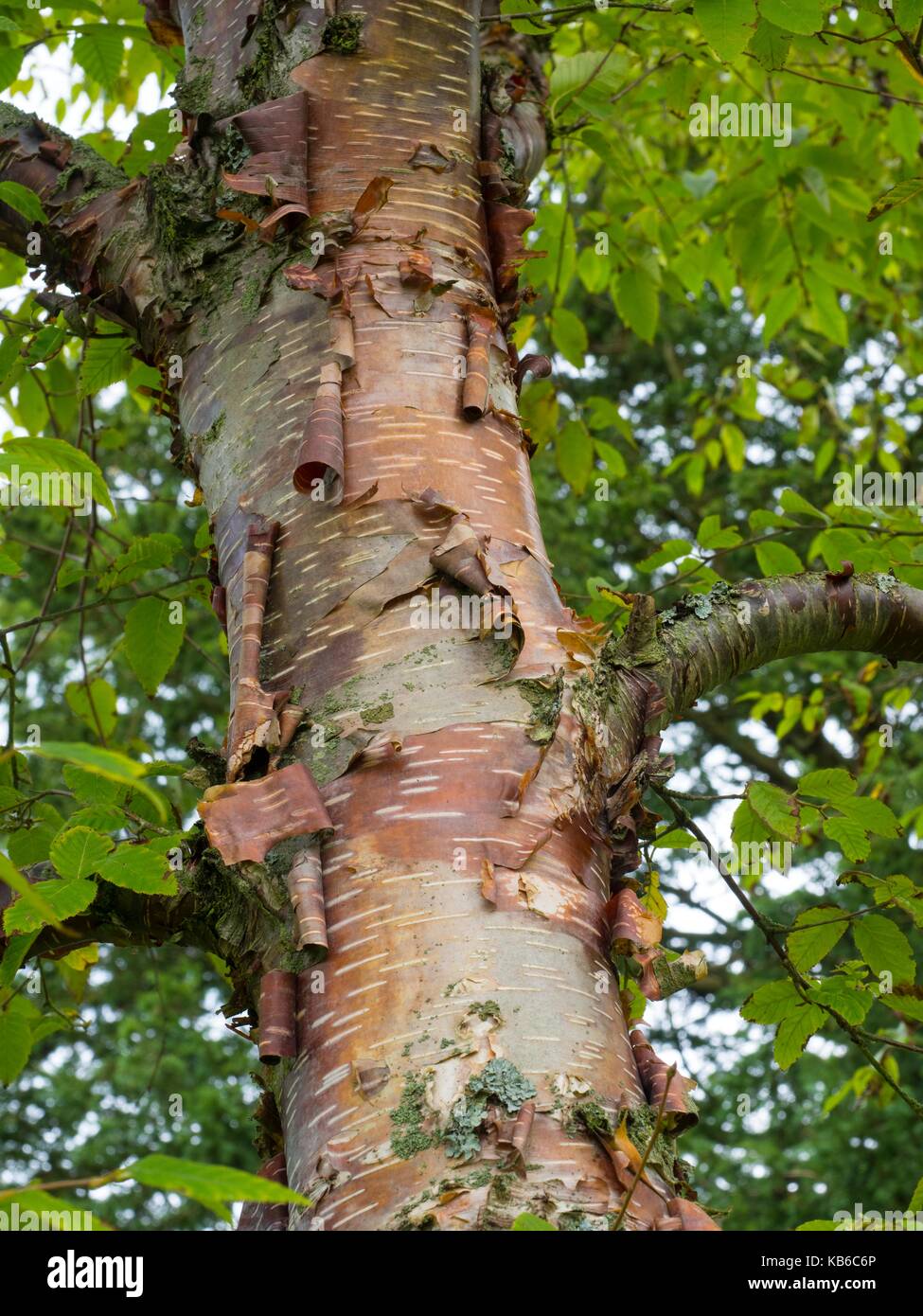 Betula utilis himalayan hi-res stock photography and images - Alamy
