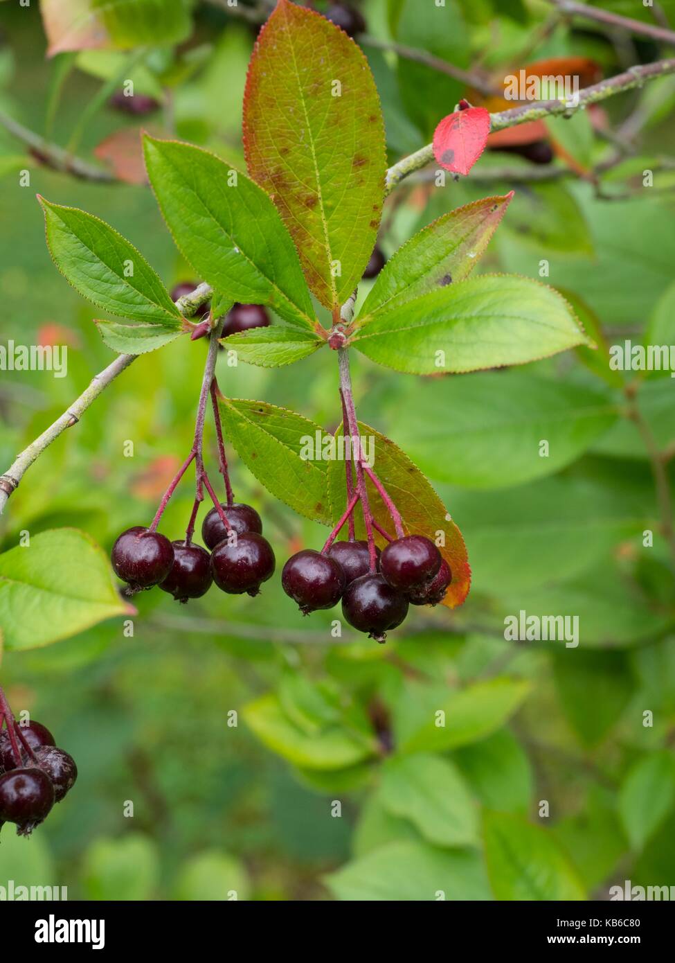 aronia melanocarpa, Black Chokeberry, Black Berried Aronia Stock Photo - Alamy