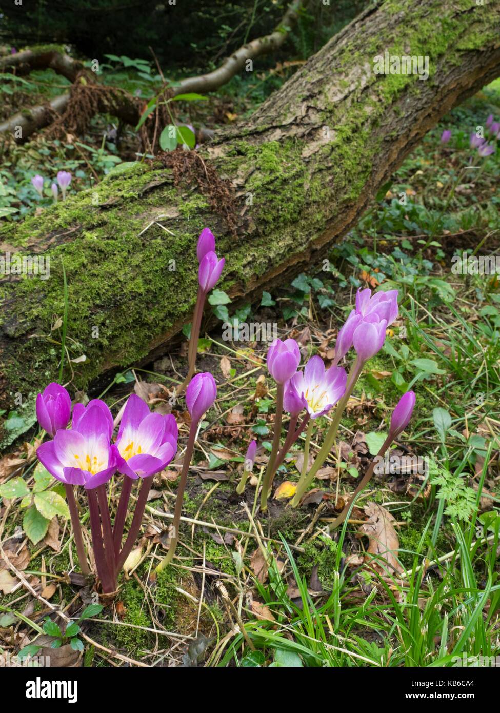 Autumn flowering Purple crocus Stock Photo - Alamy