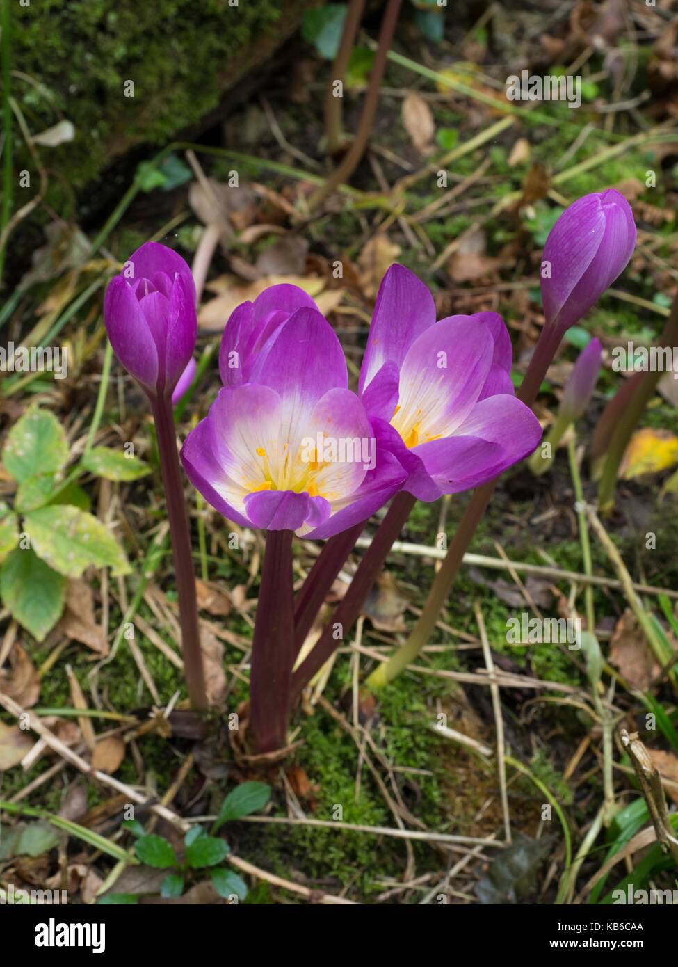 Autumn flowering Purple crocus Stock Photo - Alamy