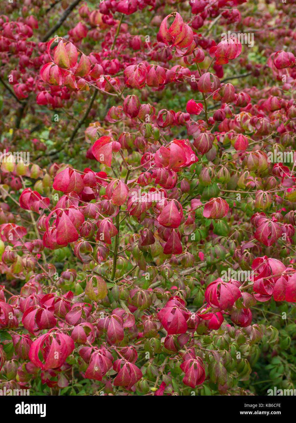 Euonymus alatus, winged spindle tree Stock Photo - Alamy