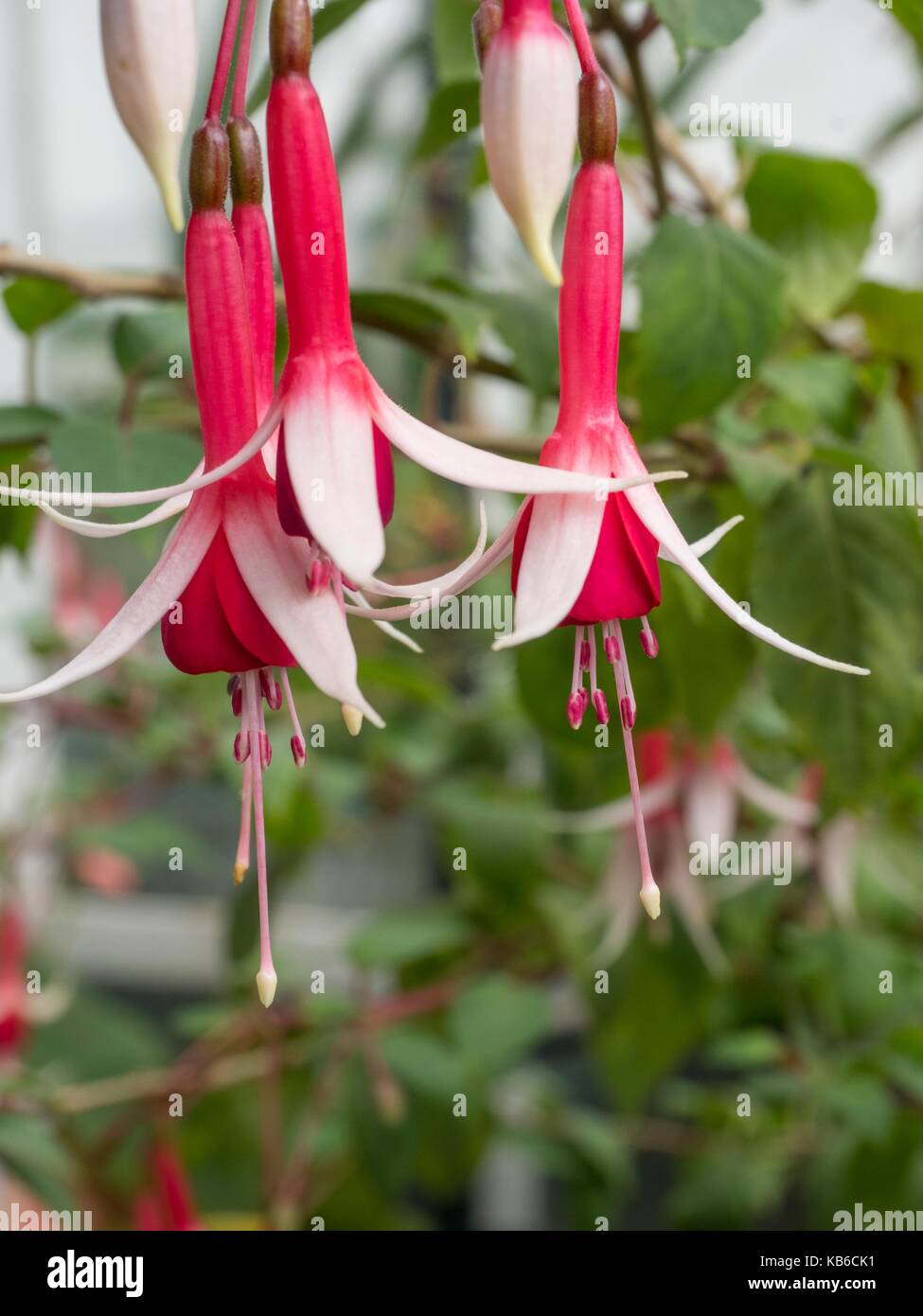 Fuchsia lyes unique hi-res stock photography and images - Alamy