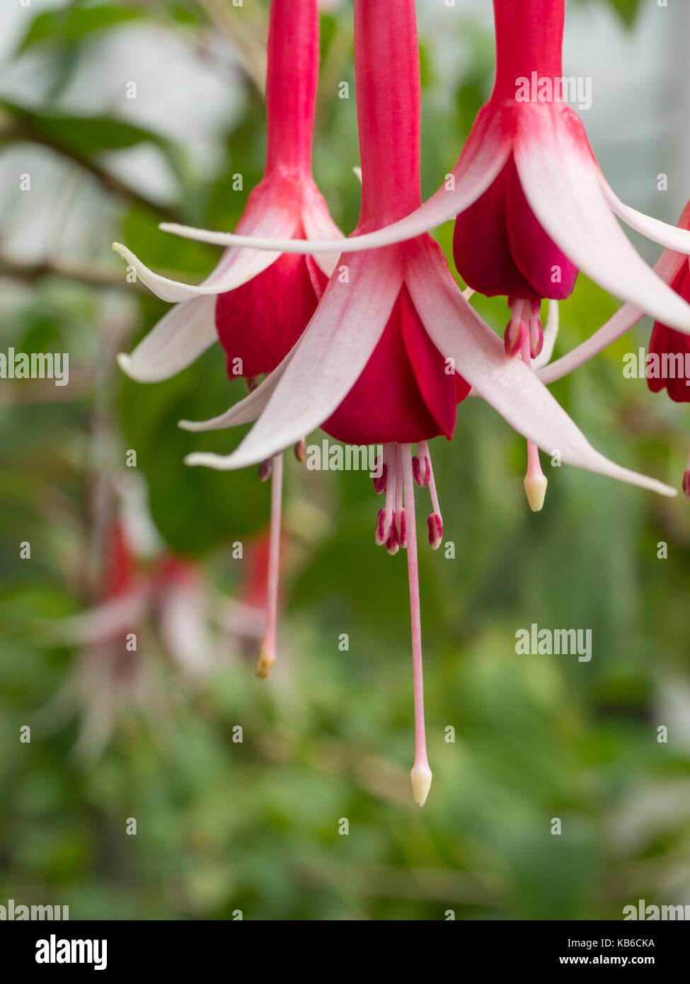 Fuchsia lyes unique hi-res stock photography and images - Alamy