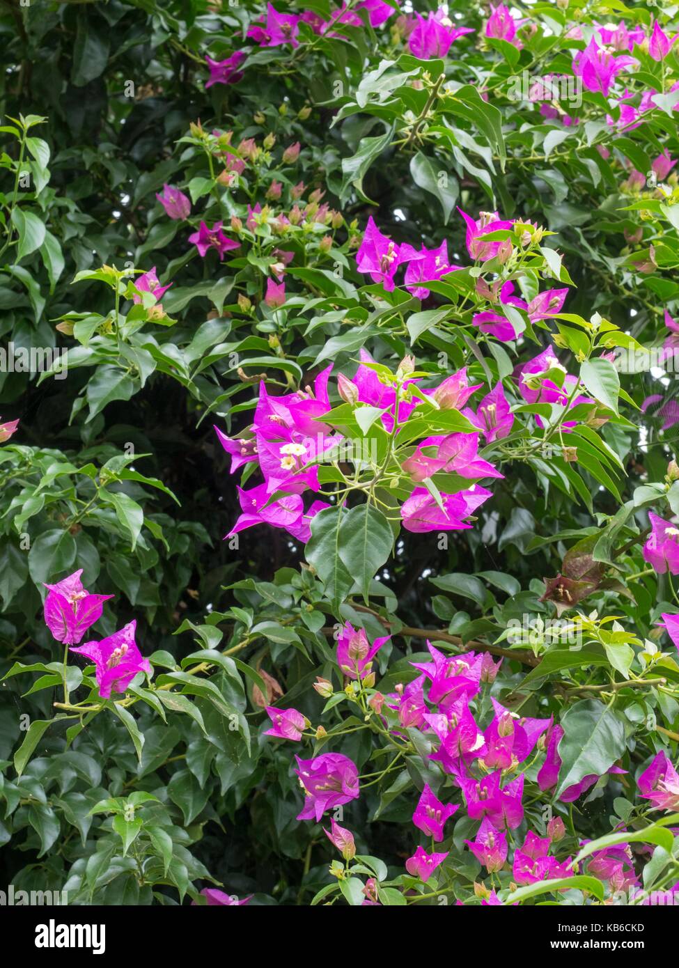Bougainvillea, Bougainvillea glabra: “Paper Flower” Stock Photo - Alamy