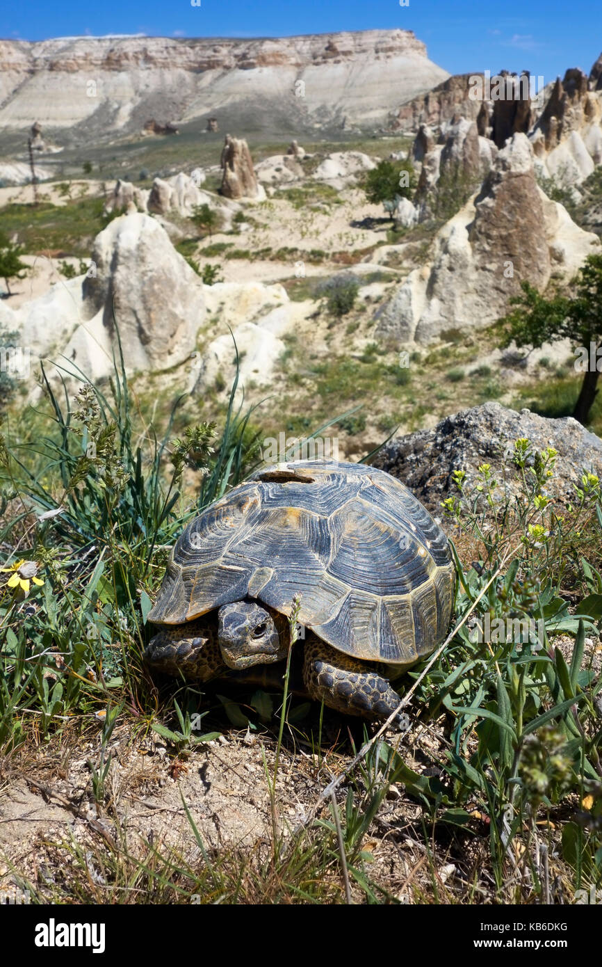 Greek Tortoise Habitat Greek Tortoise Care Guide | Tortoise Forum