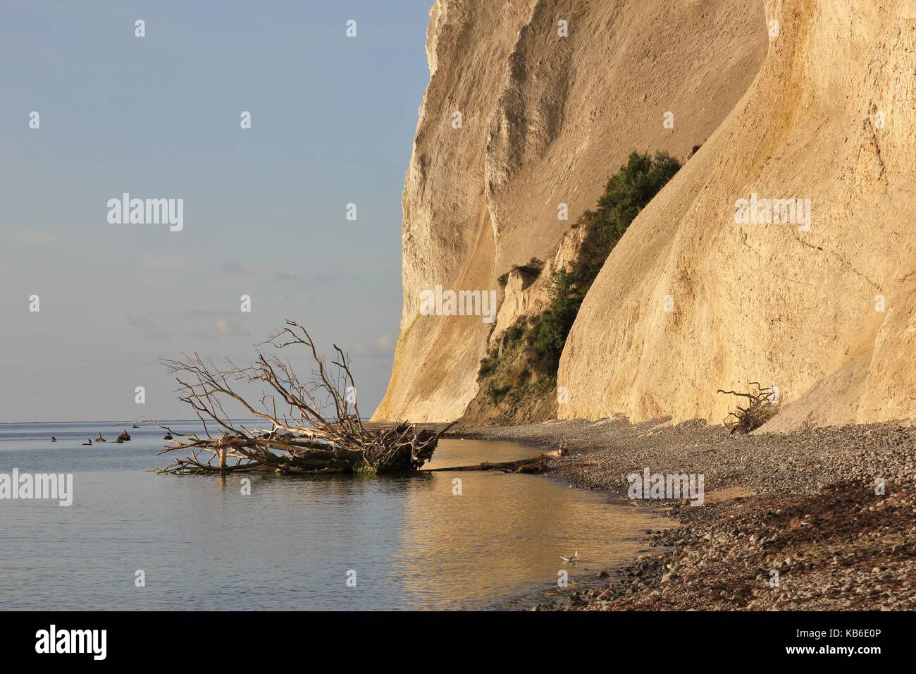 Unique limestone cliff. Death tree fallen into the sea Stock Photo - Alamy