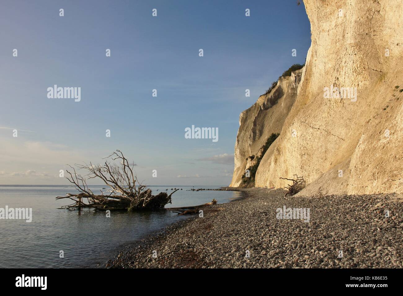 Death tree fallen of the cliff into the sea Stock Photo - Alamy