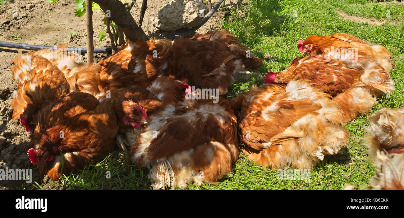 Ginger chickens having fun on spring sun Stock Photo - Alamy