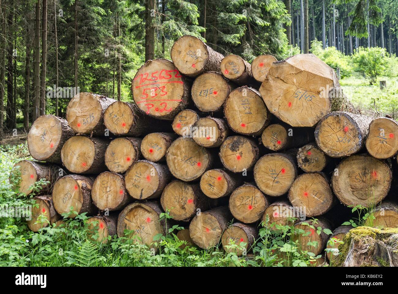 Stacked tree trunks with marks in Taunus, Germany. | usage worldwide ...