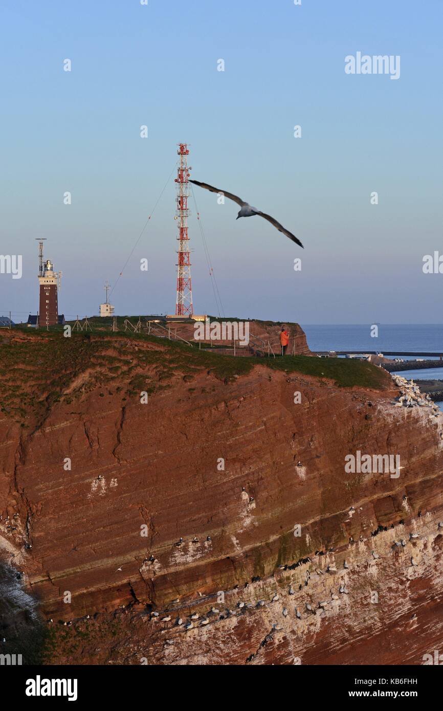 Narrow silhouette of a bird above Heligoland's red rocks with the ...