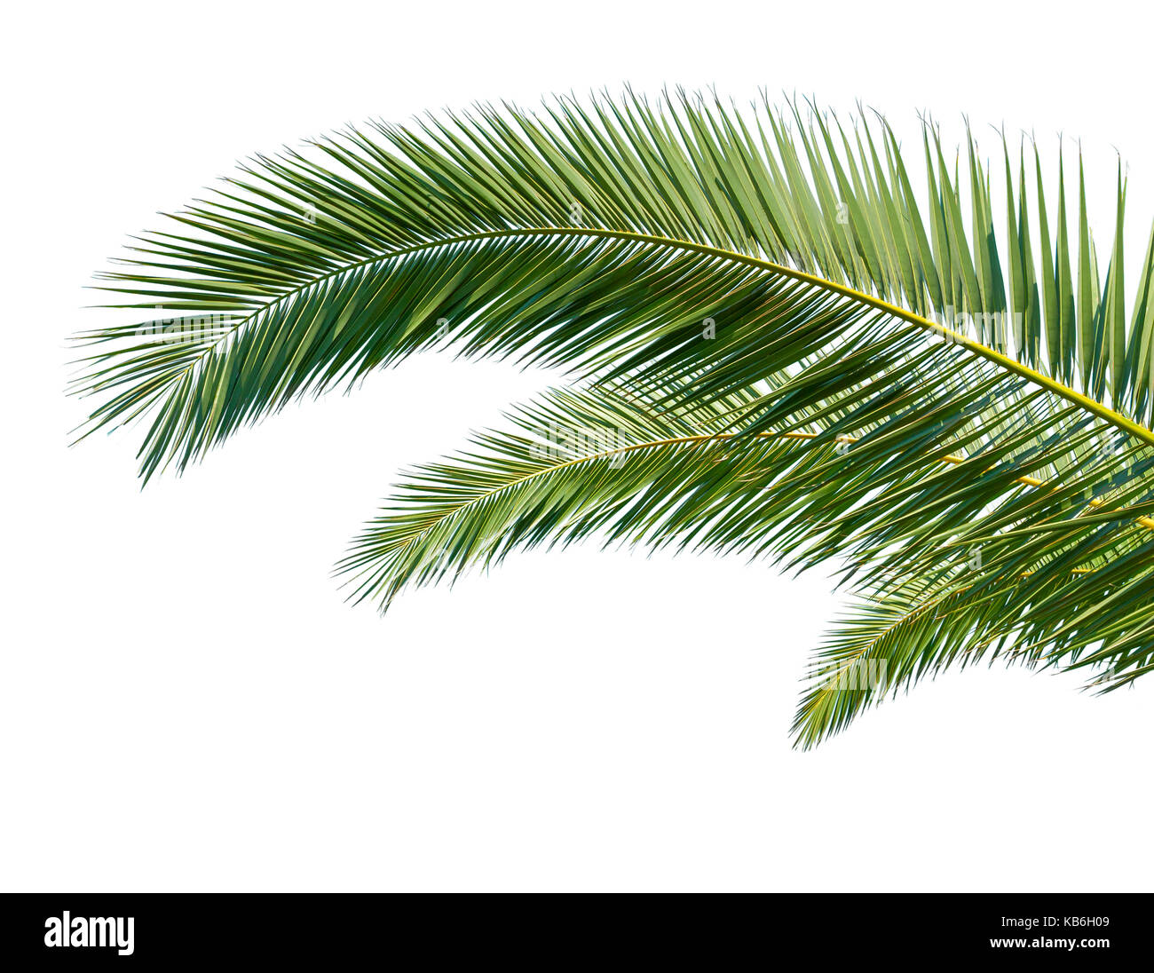 Isolated Palm Leaves on white background Stock Photo - Alamy