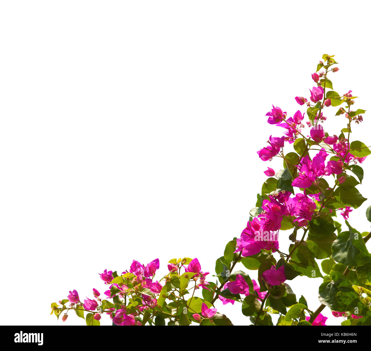 Blooming bougainvillea isolated on white background Stock Photo - Alamy