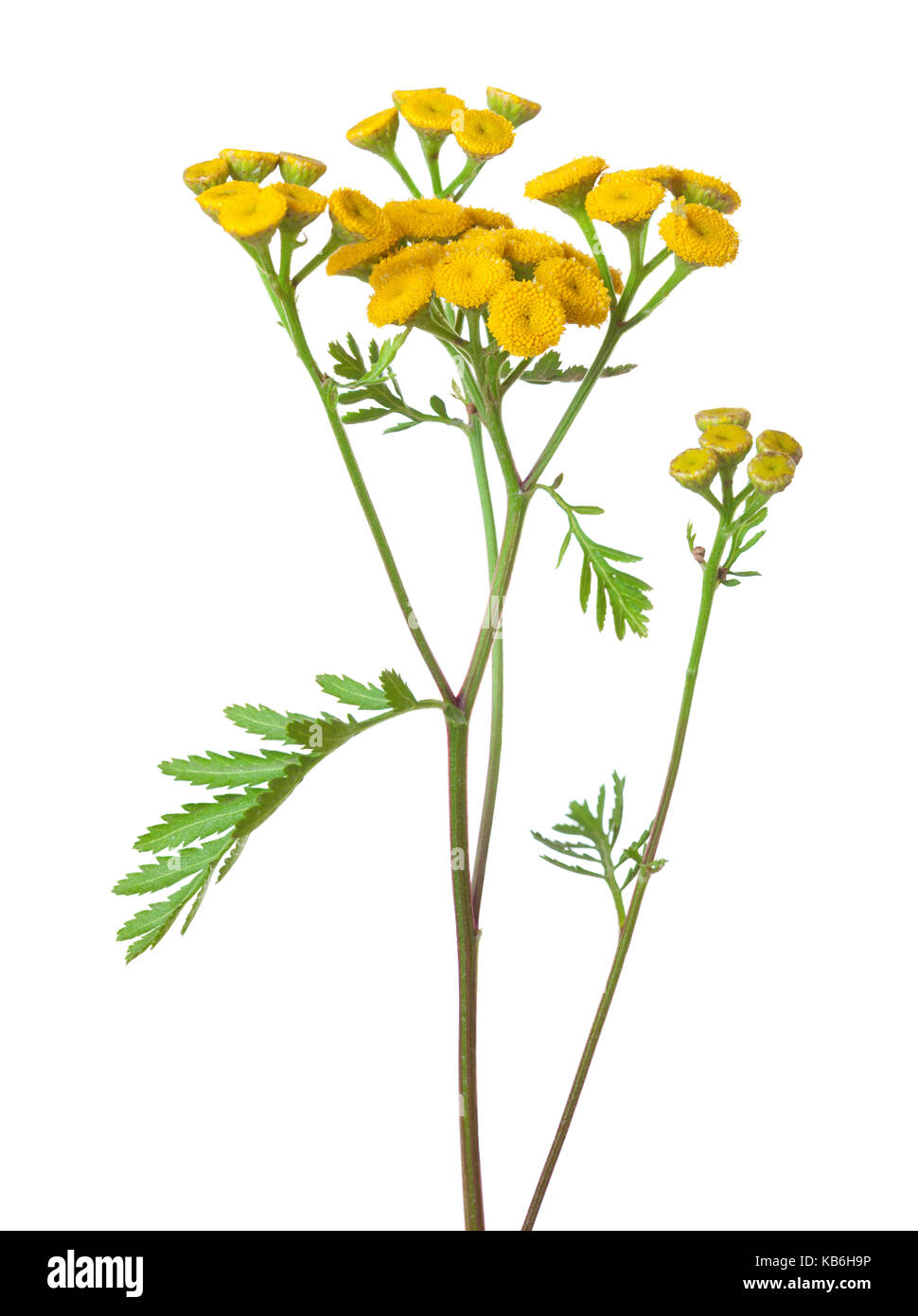 Yellow Tansy (Tanacetum vulgare) flowers isolated on white background ...