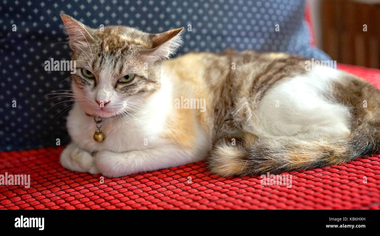 Annoyed cat hi-res stock photography and images - Alamy
