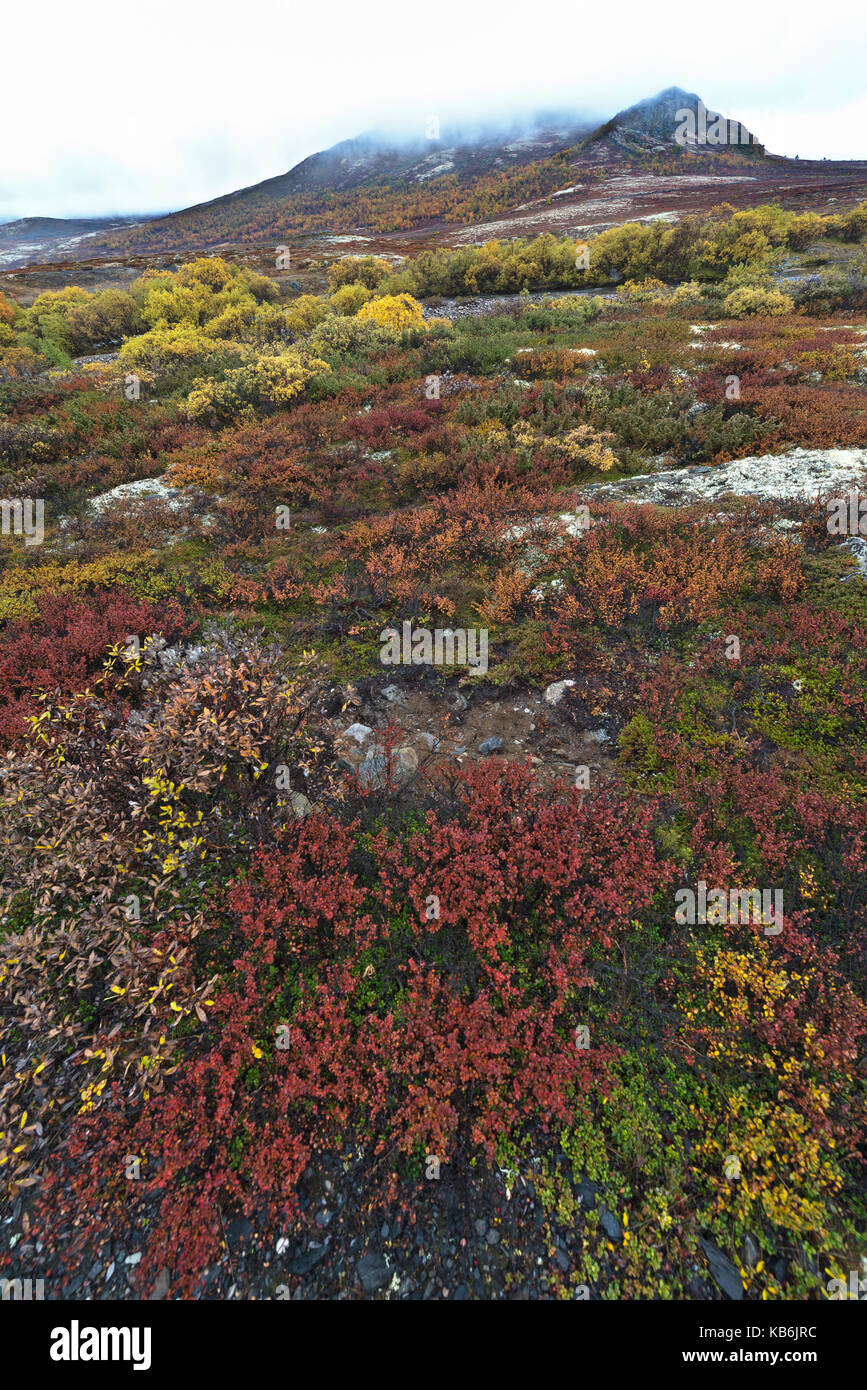 Norwegian lichens hi-res stock photography and images - Alamy