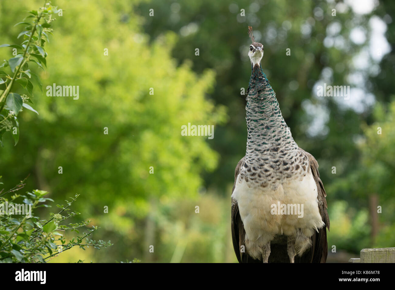 Peahen, female peacock peafowl, Northumberland, England Stock Photo - Alamy