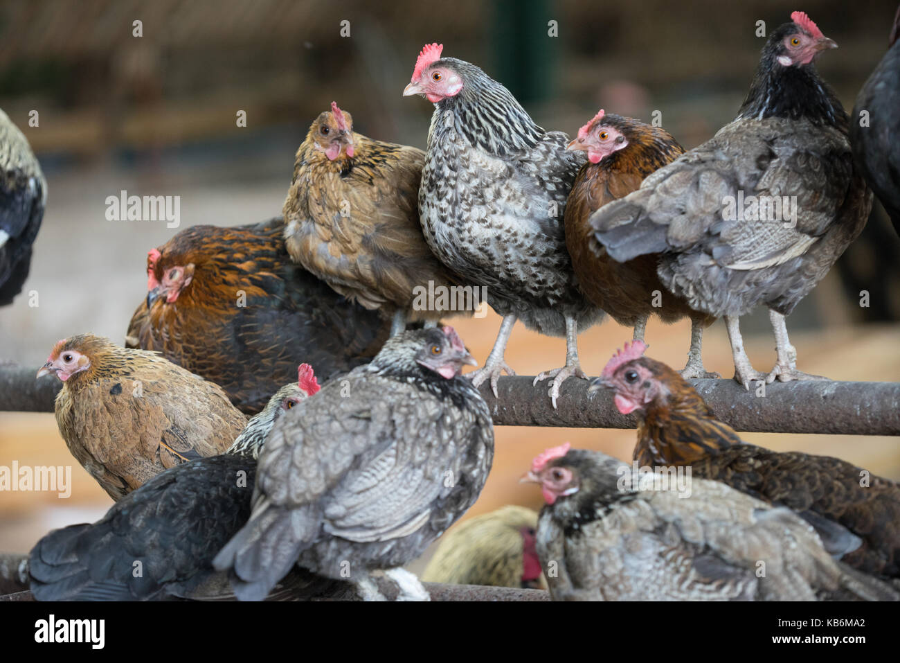 Chickens, hens and bantams roosting on an iron gate inside a barn in ...
