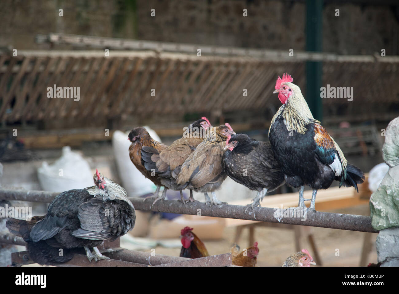 Chickens, hens and bantams roosting on an iron gate inside a barn in ...