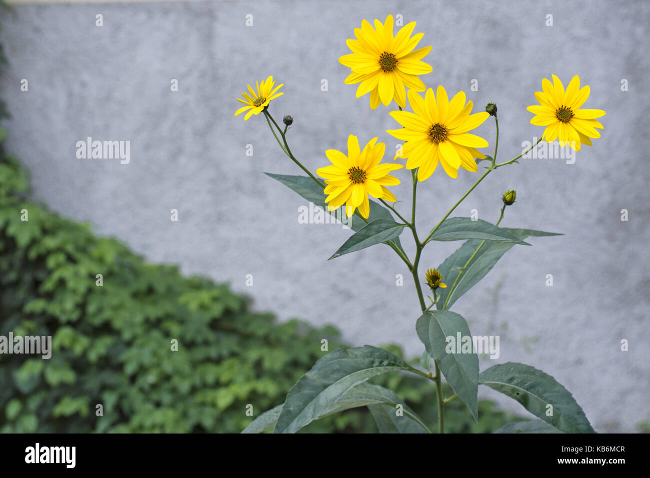 Jerusalem artichoke flowers against wall - aka Sunchoke Stock Photo - Alamy
