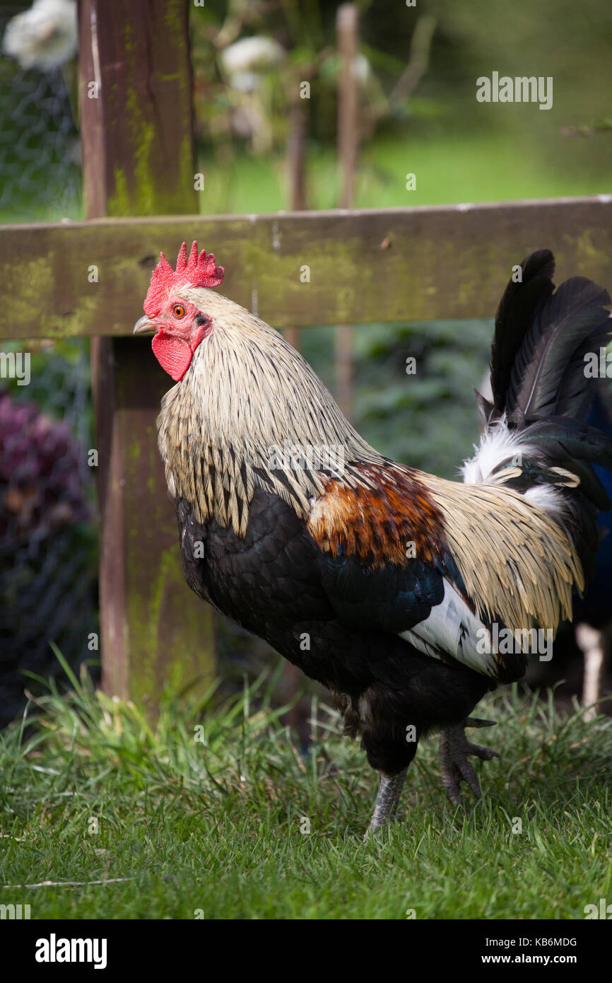 Cockerel on a Northumberland farm, England Stock Photo - Alamy