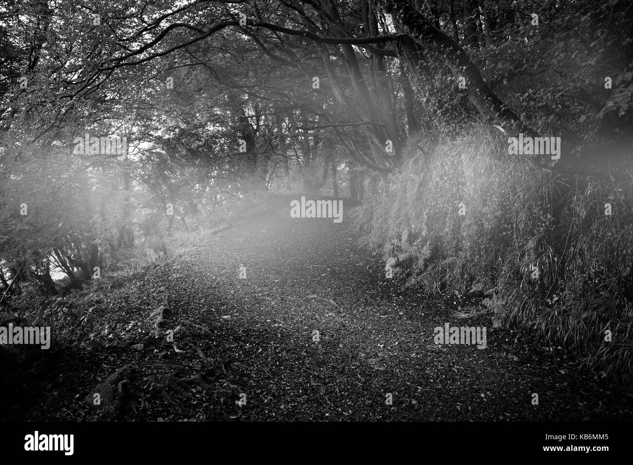 Dark way in the woods with smoke Stock Photo - Alamy